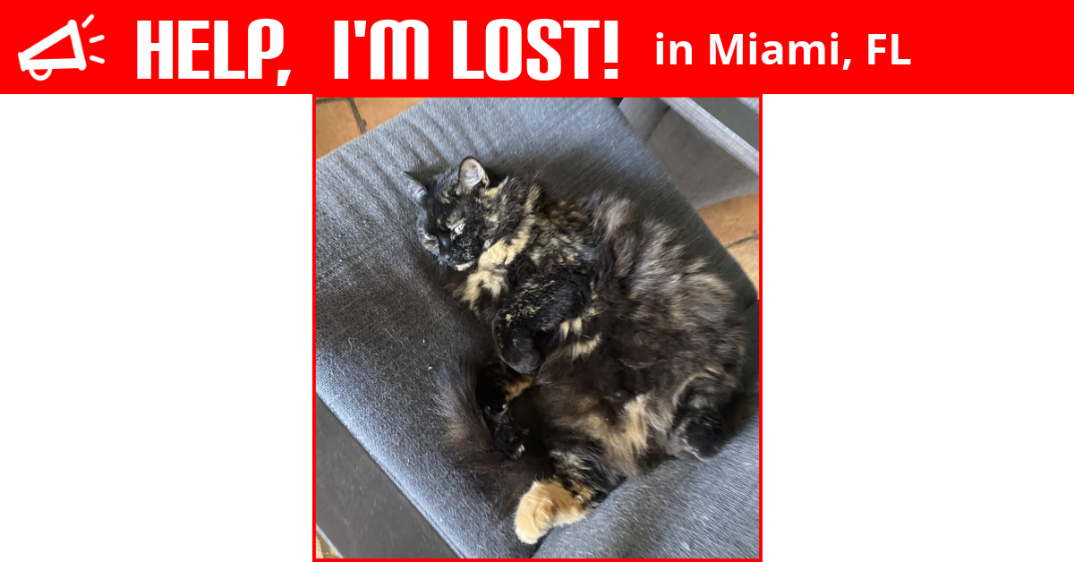 Lost Cat (Miami, Florida) - Missy