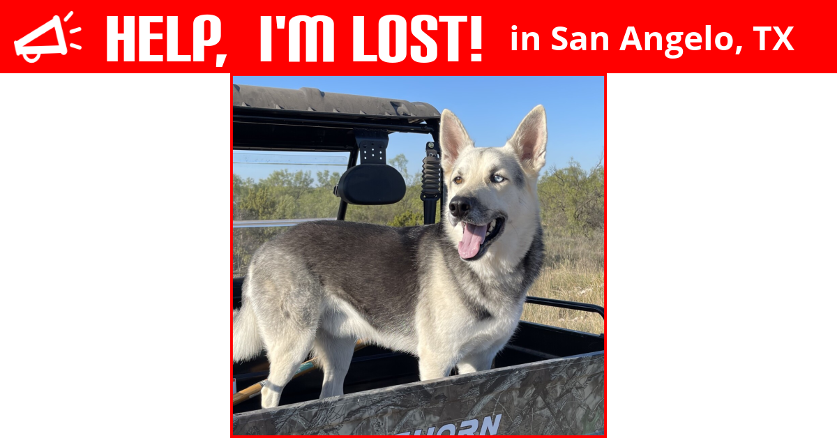 Lost Dog (San Angelo, Texas) - Jack