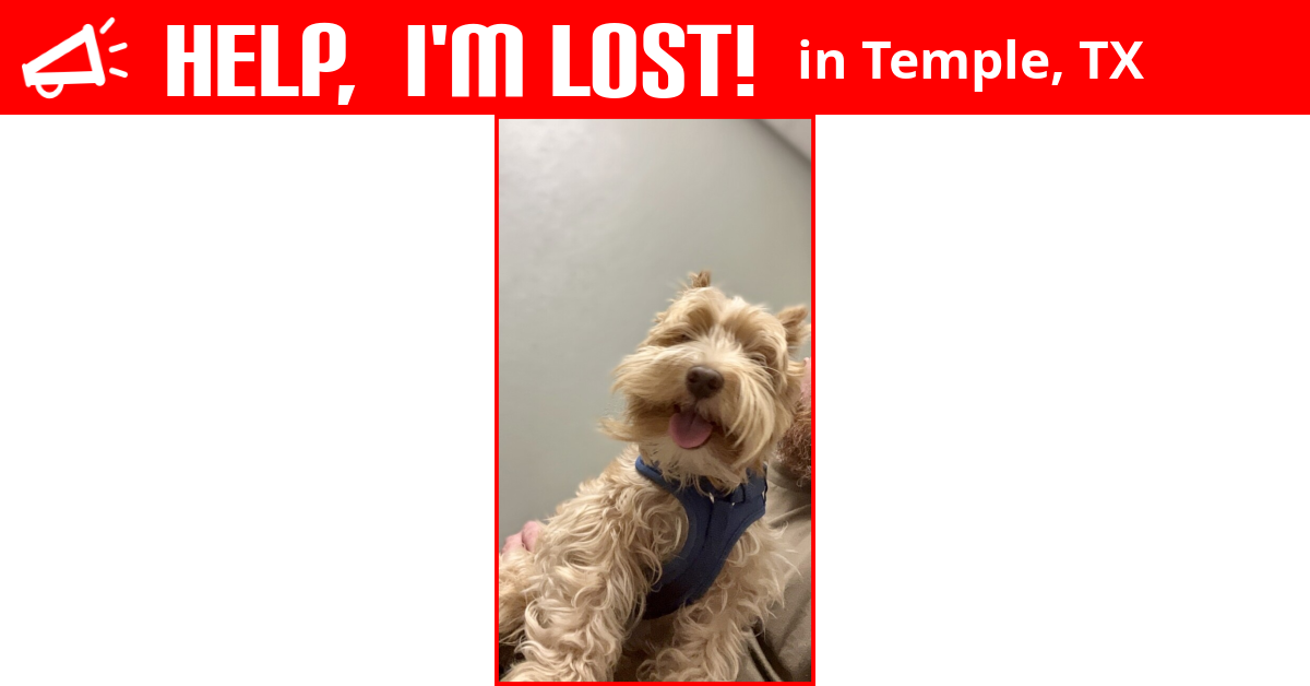 Lost Dog (Temple, Texas) - Cayenne