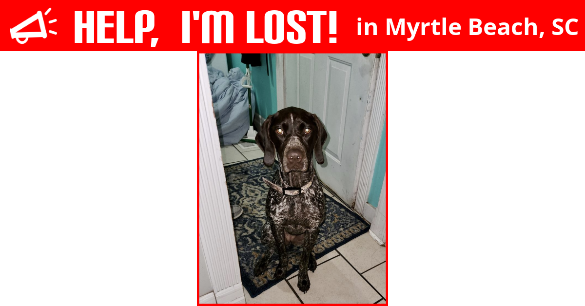 Lost Dog (Myrtle Beach, South Carolina) - Pepper Clay