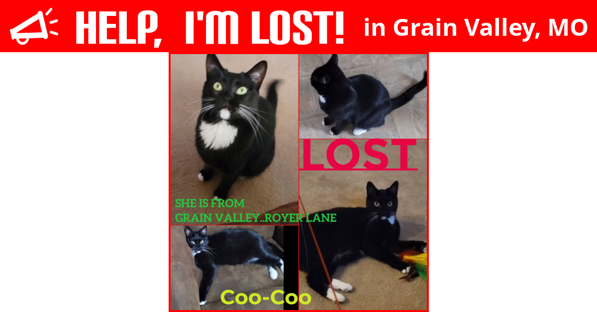 Lost Cat (Grain Valley, Missouri) - Coo Coo