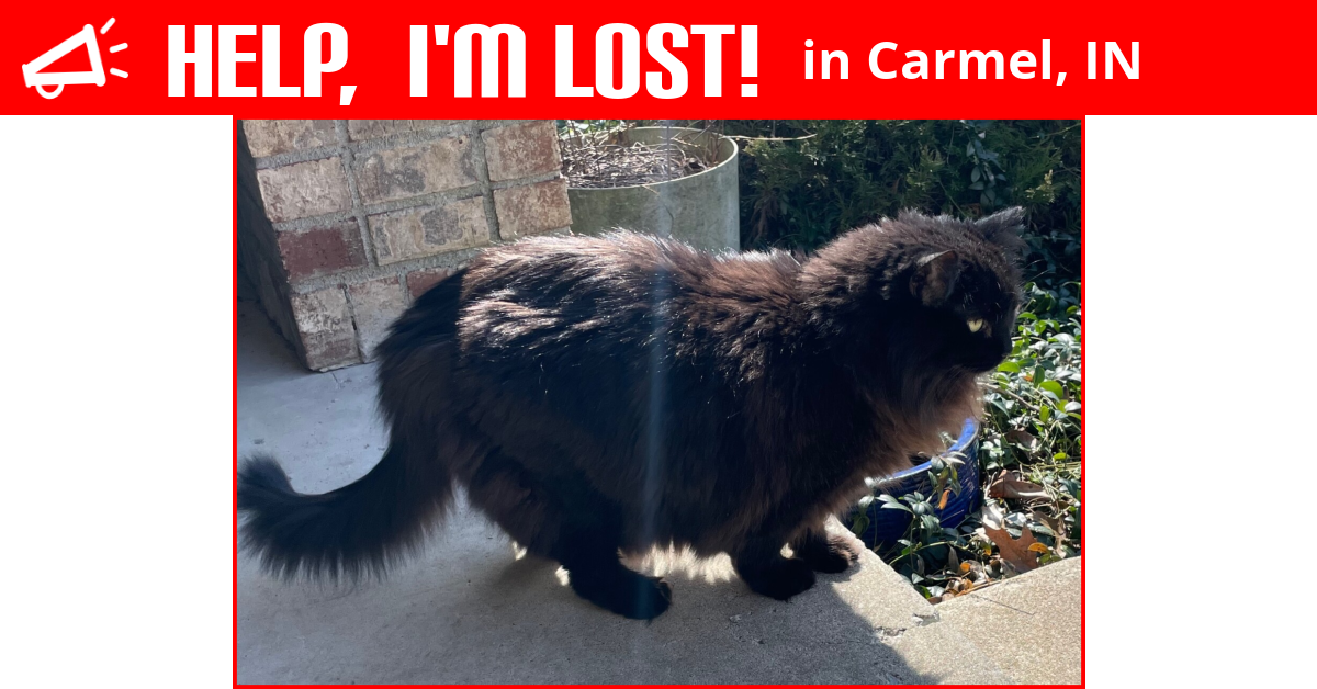 Lost Cat (Carmel, Indiana) - Kyla