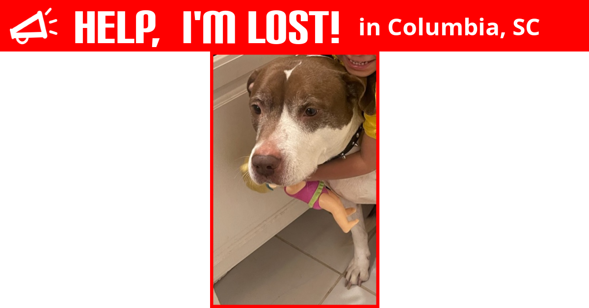 Lost Dog (Columbia, South Carolina) - Rocky