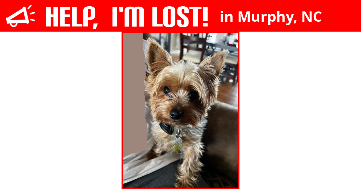 Lost Dog (Murphy, North Carolina) - Honey