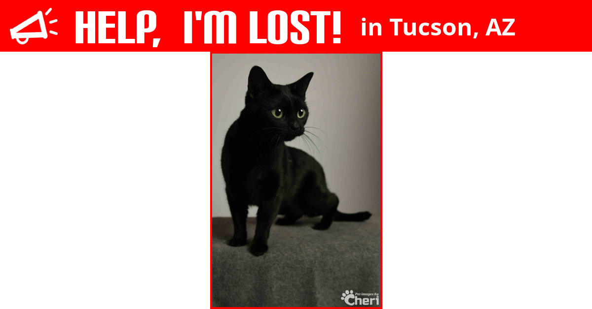 Lost Cat (Tucson, Arizona) - Luna