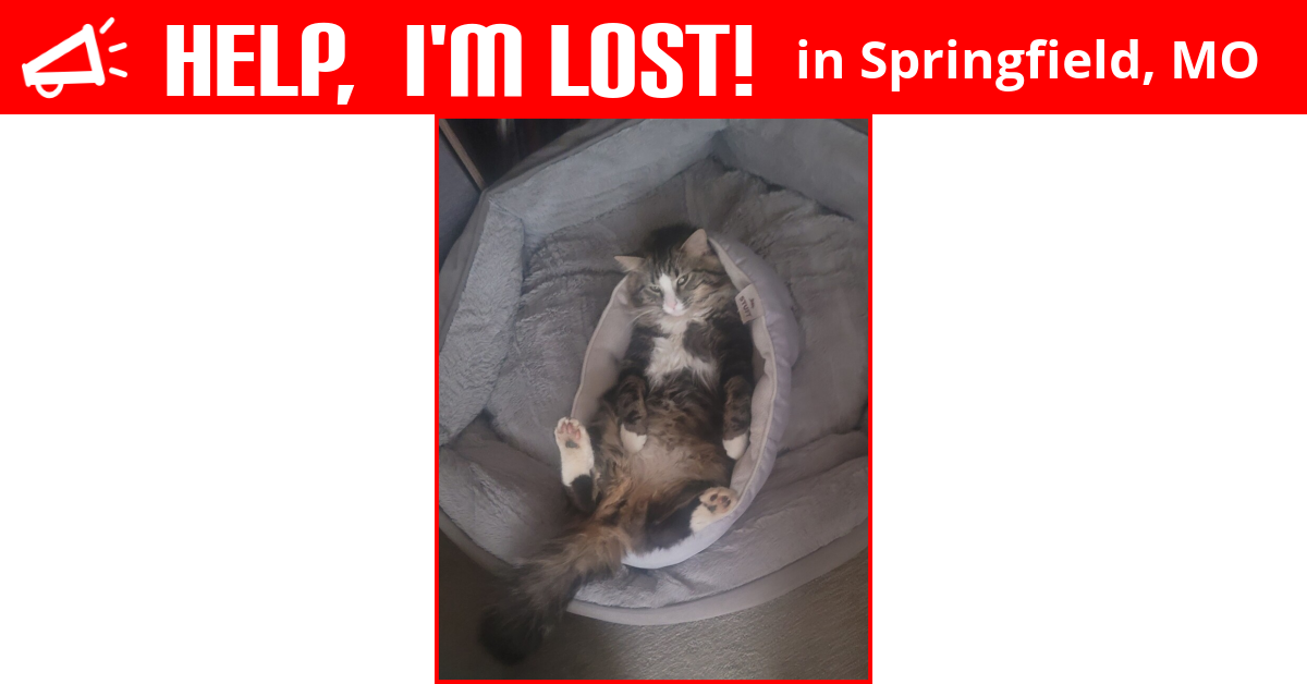 Lost Cat (Springfield, Missouri) - Mika