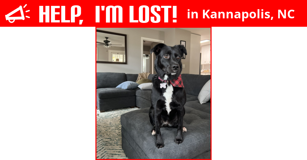 Lost Dog (Kannapolis, North Carolina) - Ruthie
