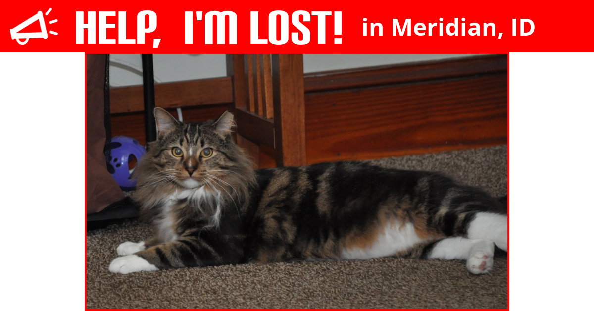 Lost Cat (Meridian, Idaho) - Tuffy