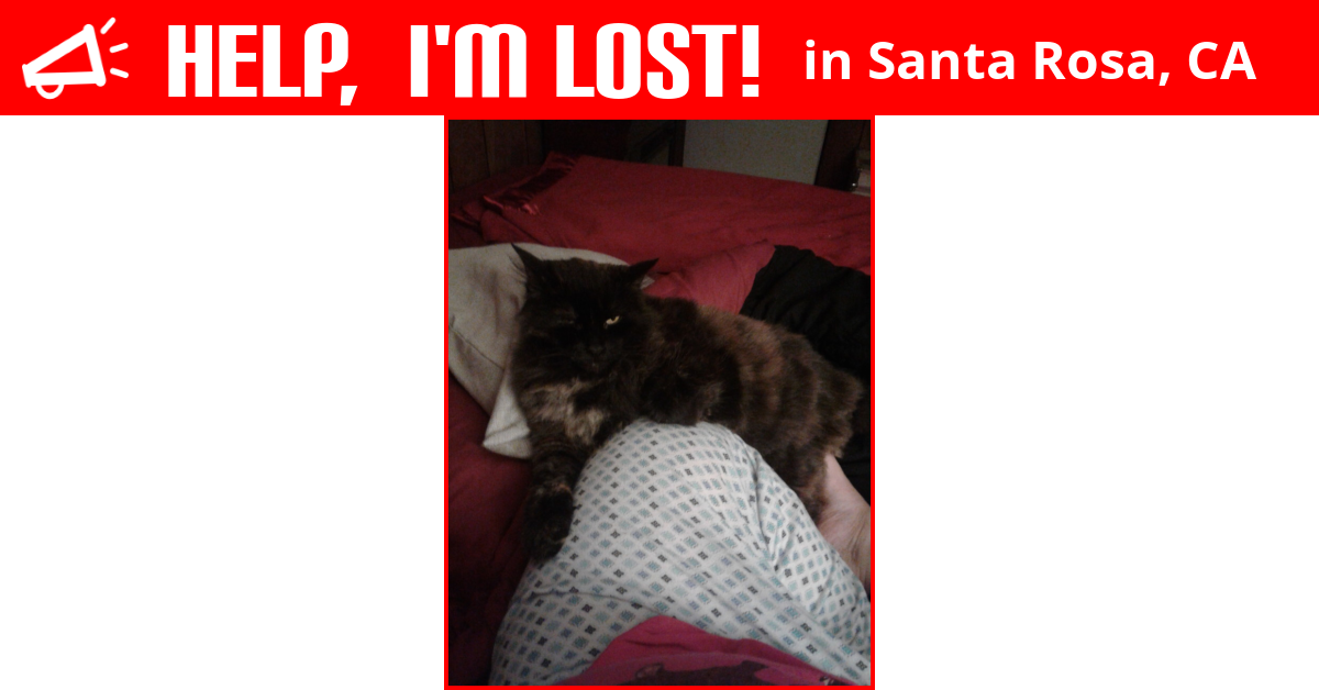 Lost Cat (Santa Rosa, California) - Bella