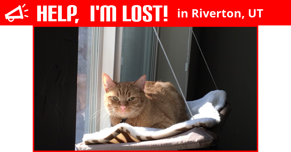 Lost Cat (Riverton, Utah) - Ginger