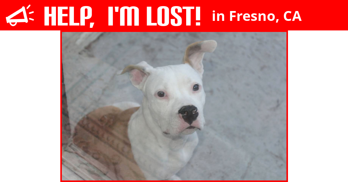Lost Dog (Fresno, California) - Mac