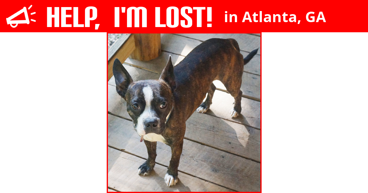 Lost Dog (Atlanta, Georgia) - Idgit