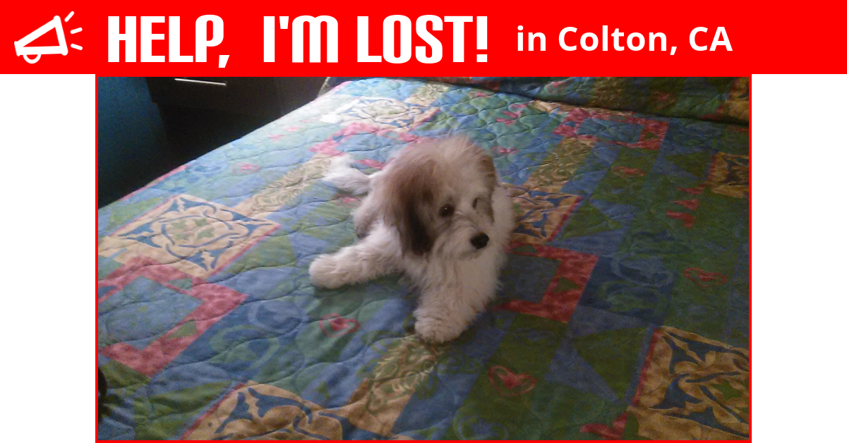 Lost Dog (Colton, California) - Ramsey