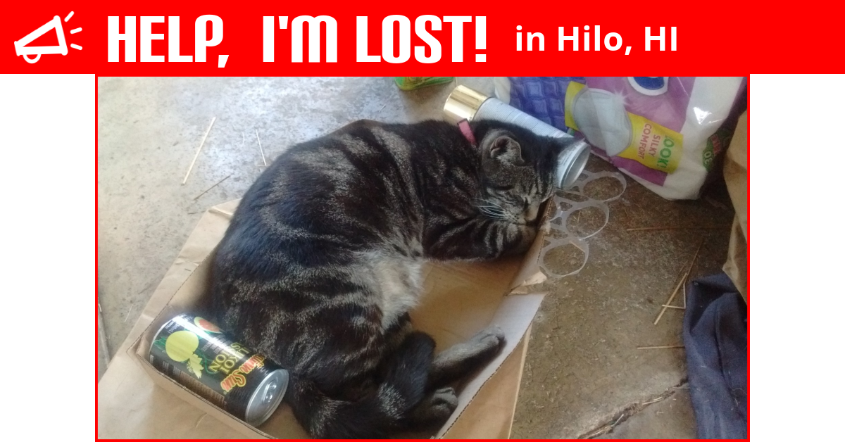 Lost Cat (Hilo, Hawaii) - Sean Connery
