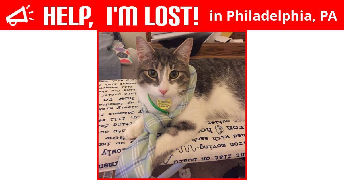Lost Cat (Philadelphia, Pennsylvania) - Loki