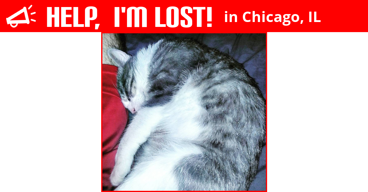 Lost Cat (Chicago, Illinois) - Coco