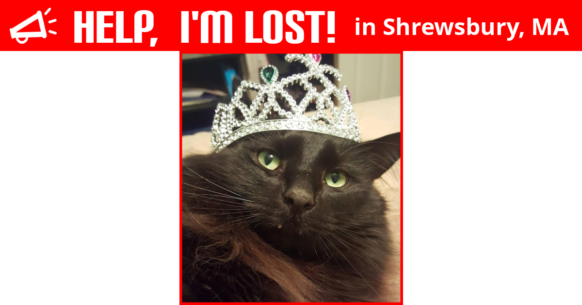 Lost Cat (Shrewsbury, Massachusetts) - Macgruber