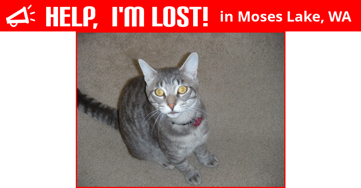 Lost Cat (Moses Lake, Washington) - Tommie Lee