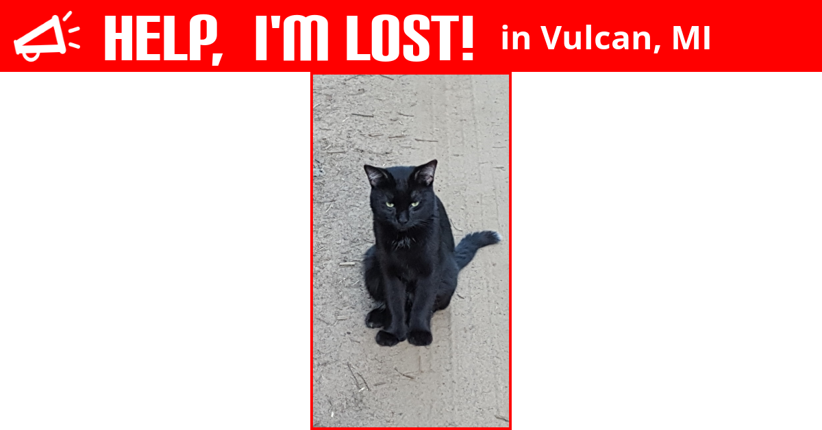 Lost Cat (Vulcan, Michigan) - Symba