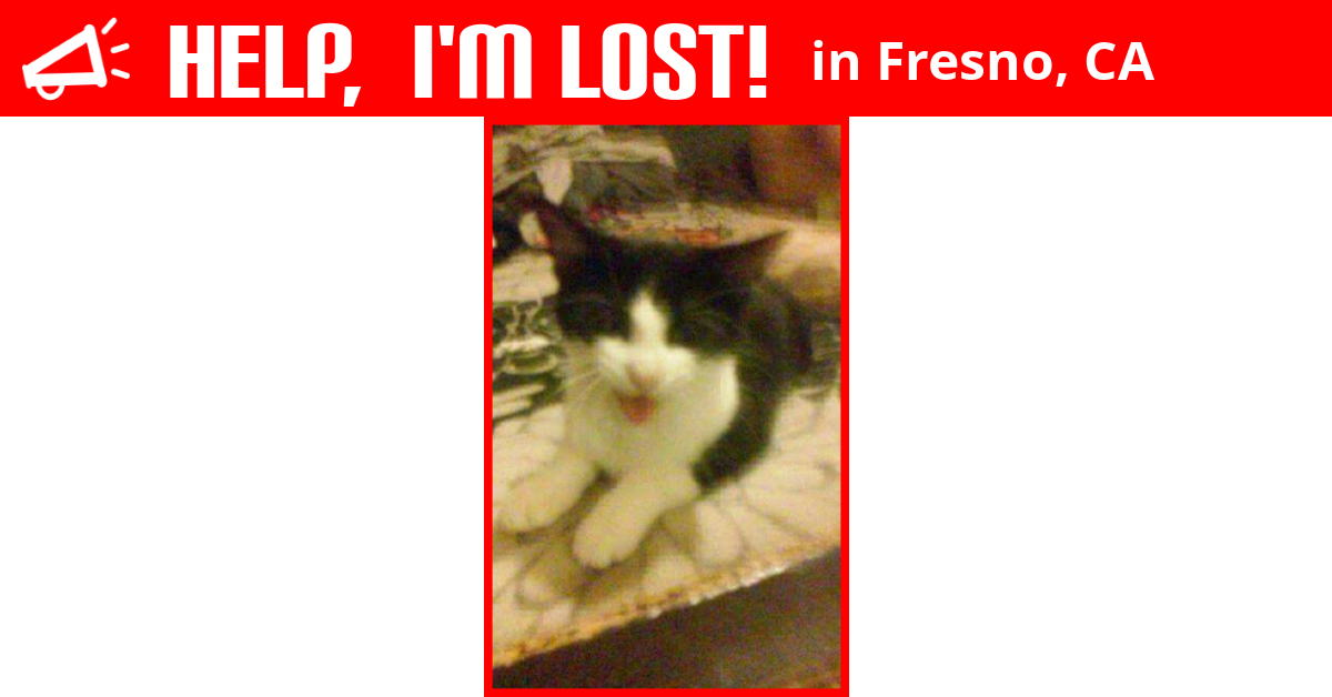 Lost Cat (Fresno, California) - Oreo