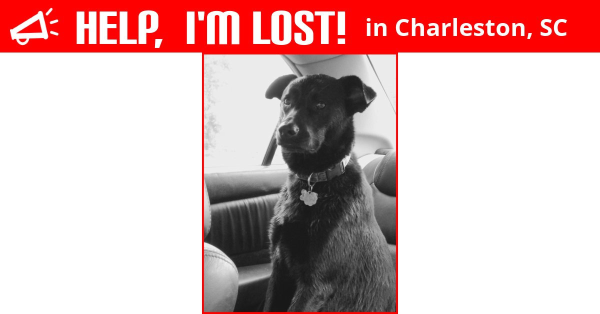 Lost Dog (Charleston, South Carolina) - Ripley