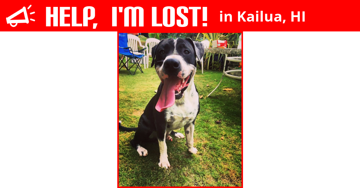 Lost Dog (Kailua, Hawaii) - Gunner