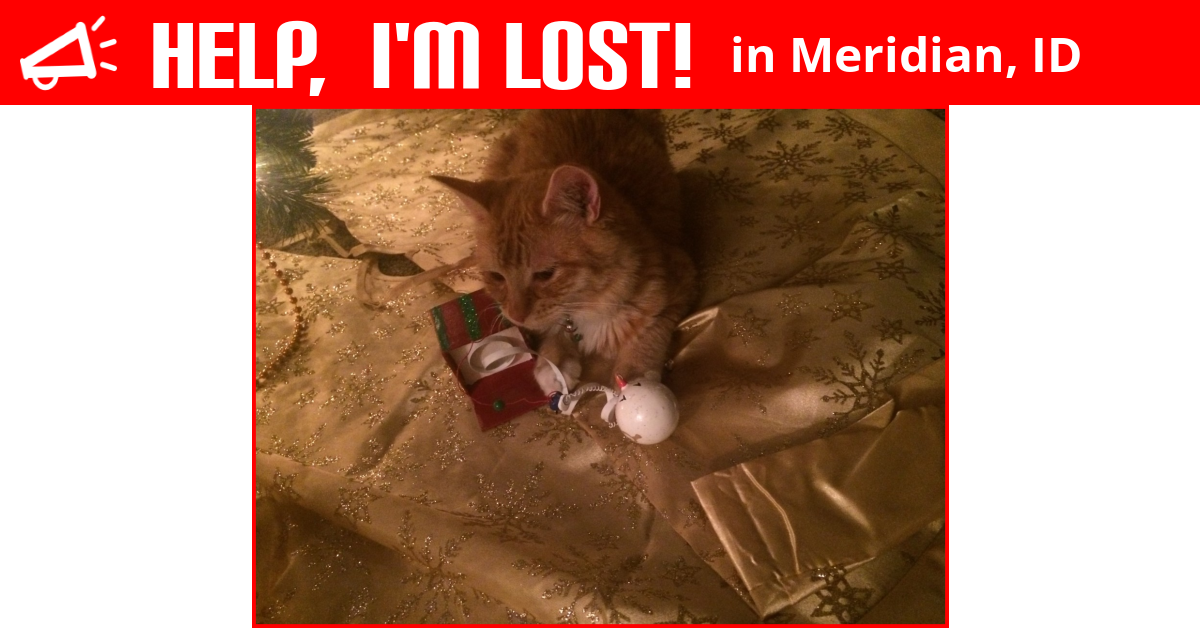 Lost Cat (Meridian, Idaho) - Newton