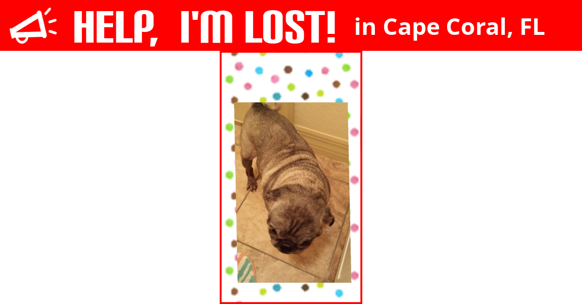 Lost Dog (Cape Coral, Florida) - Duece