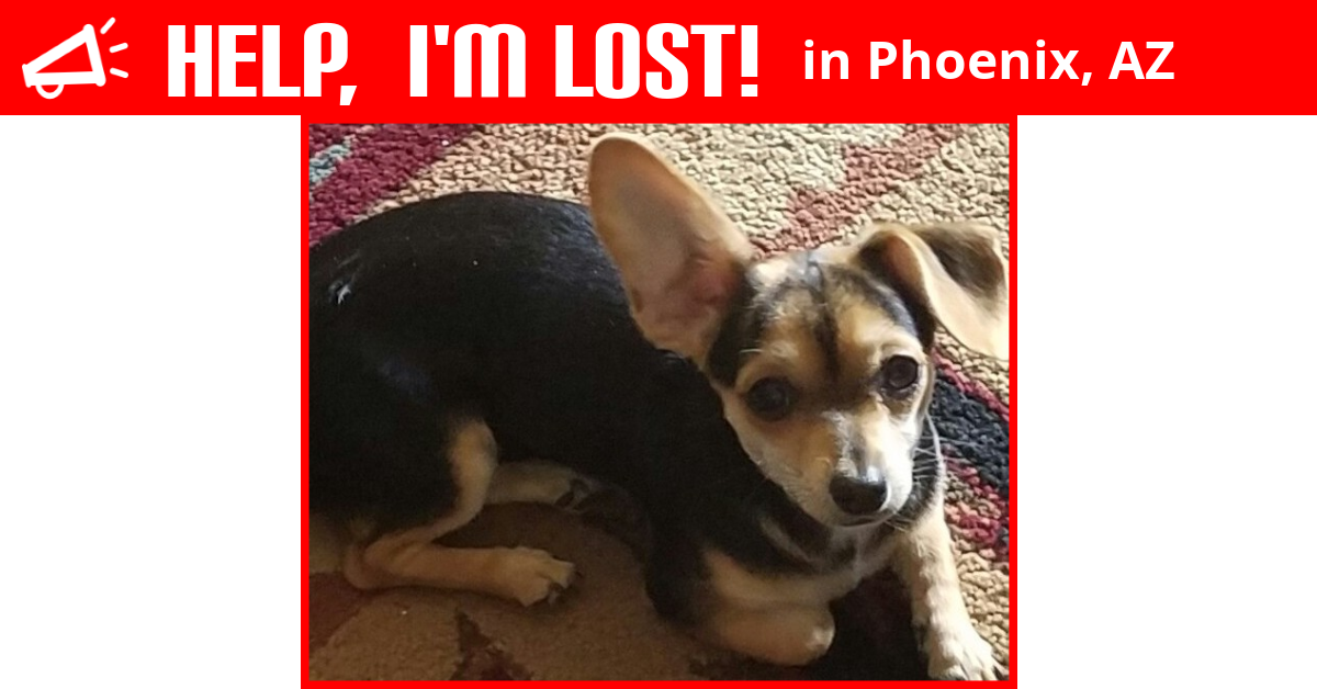 Lost Dog (Phoenix, Arizona) - Mini