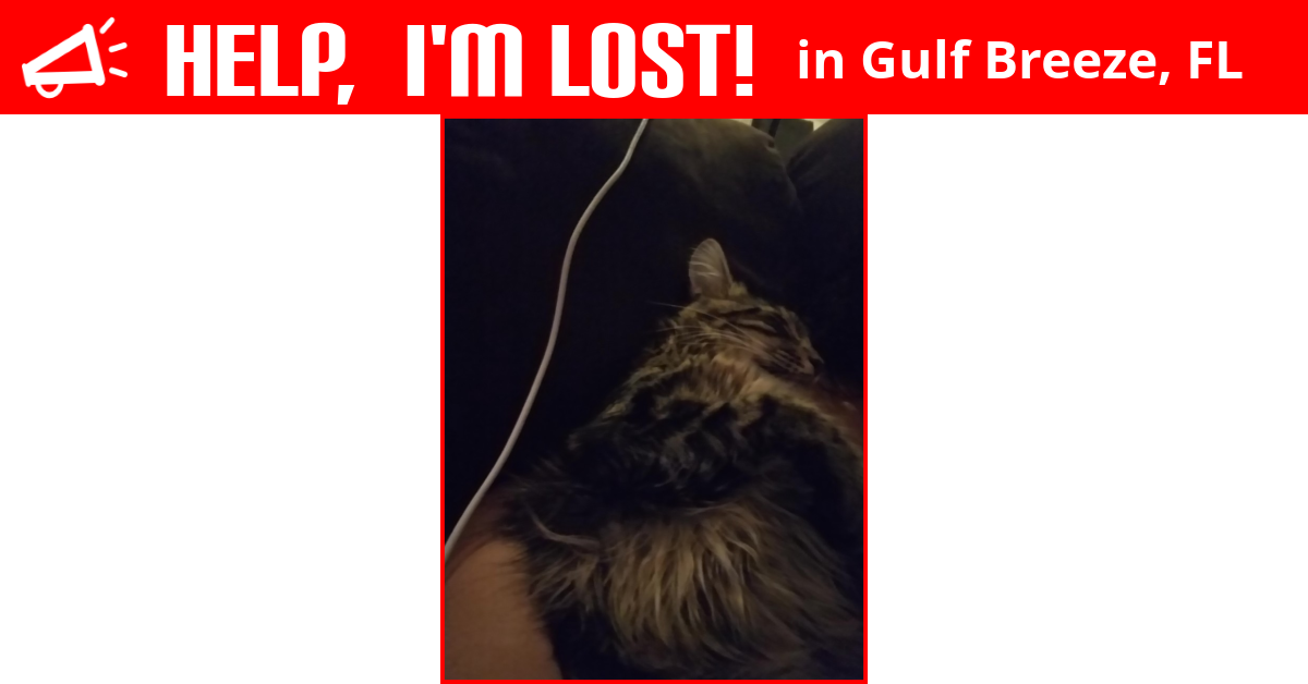 Lost Cat (Gulf Breeze, Florida) - Baba Booey