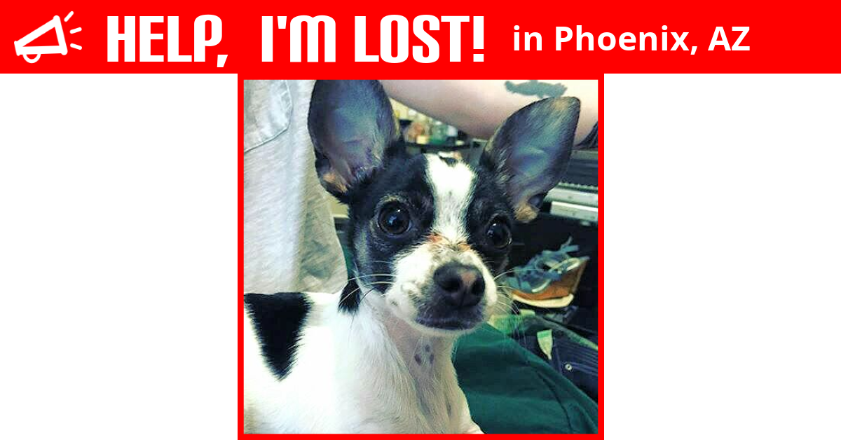 Lost Dog (Phoenix, Arizona) - Sansa