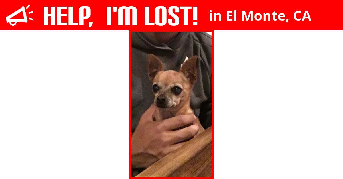 Lost Dog (El Monte, California) - Pebbles