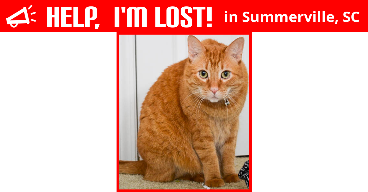 Lost Cat (Summerville, South Carolina) - Noel