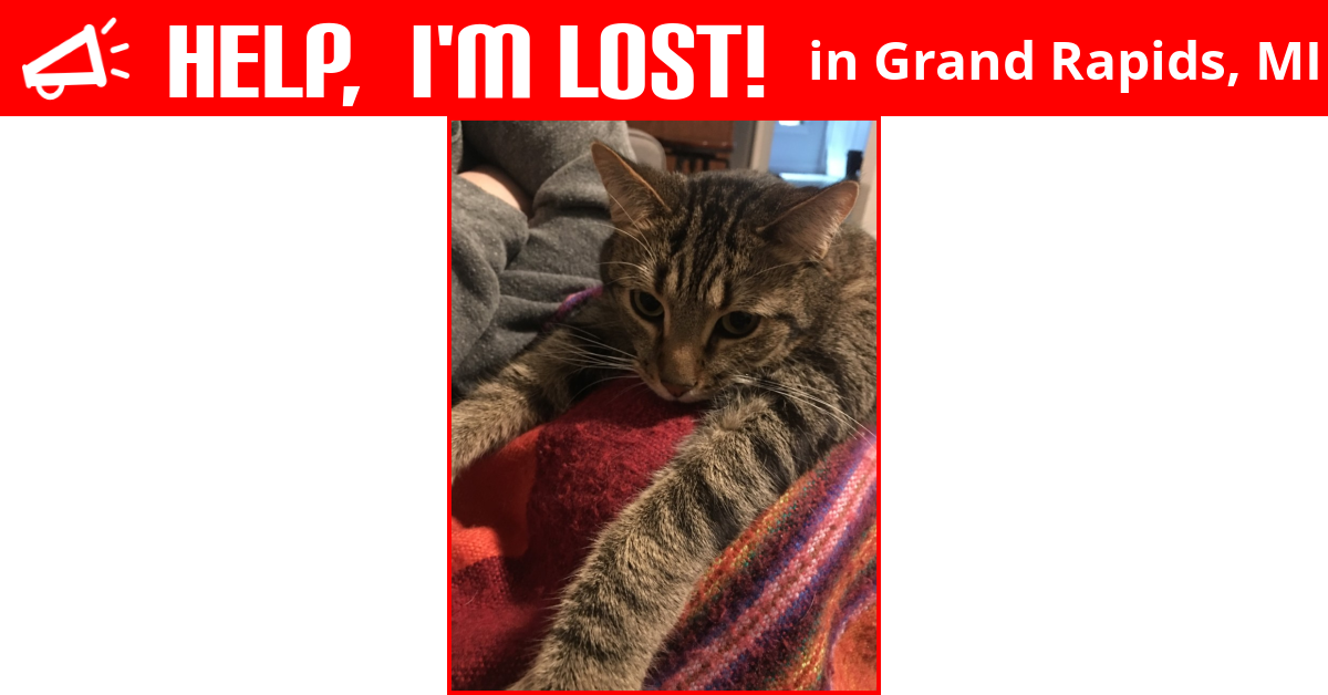 Lost Cat (Grand Rapids, Michigan) - Diego