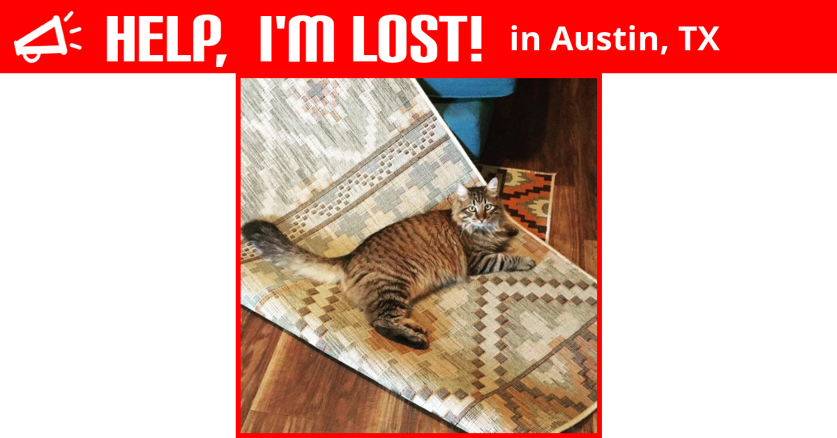 Lost Cat (Austin, Texas) - Babycat