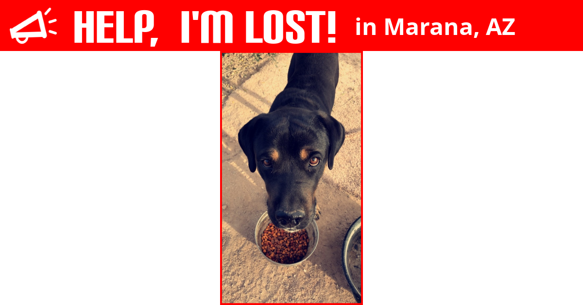 Lost Dog (Marana, Arizona) - Oso
