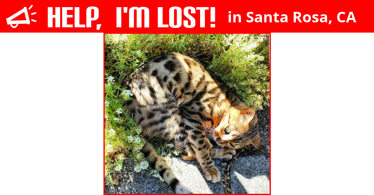 Lost Cat (Santa Rosa, California) - Shi Shi