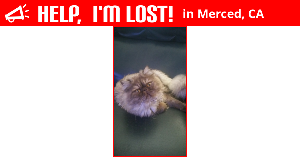 Lost Cat (Merced, California) - Loki