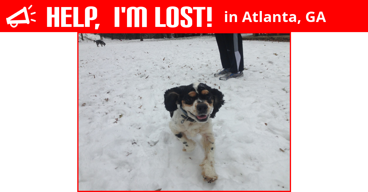 Lost Dog (Atlanta, Georgia) - Toby