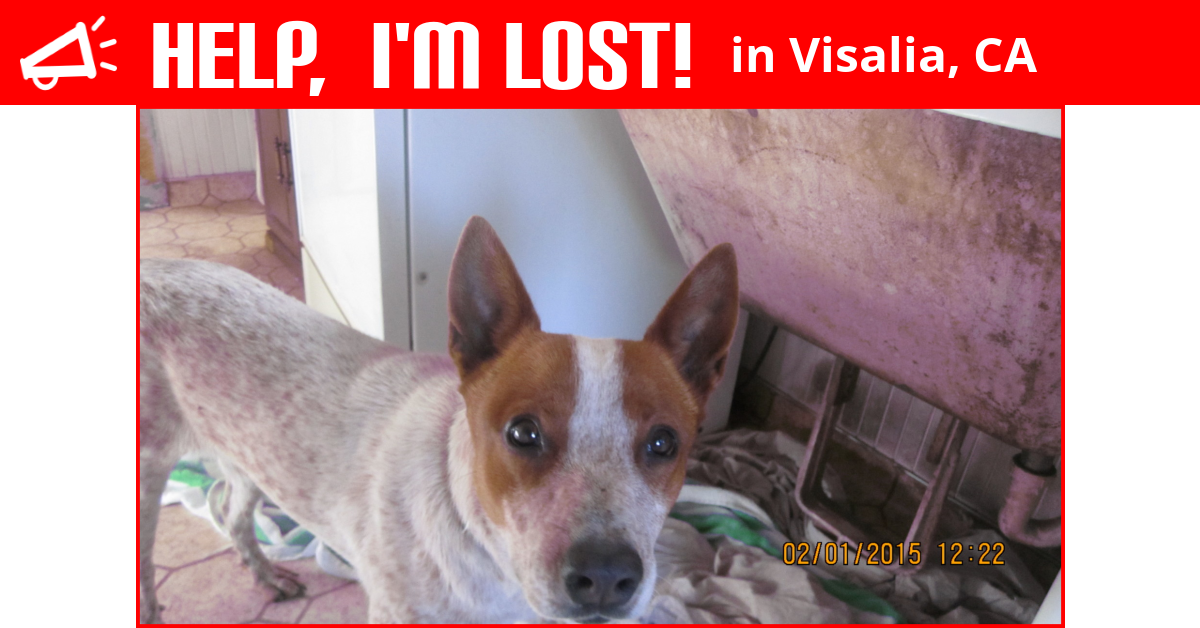 Lost Dog (Visalia, California) - Rudi