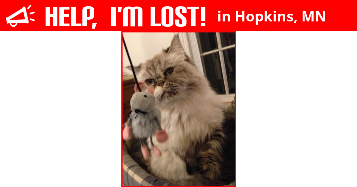 Lost Cat (Hopkins, Minnesota) - Snort