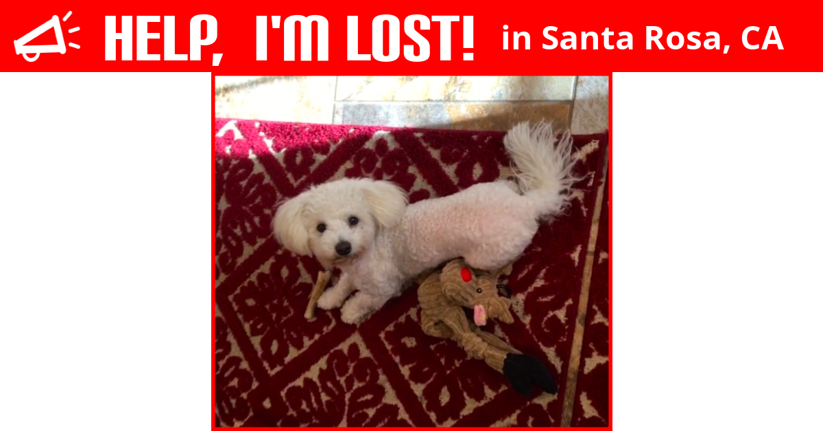 Lost Dog (Santa Rosa, California) - Lucky