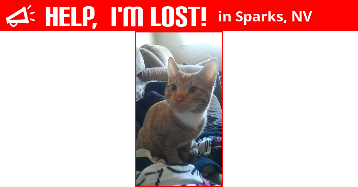 Lost Cat (Sparks, Nevada) - Menace