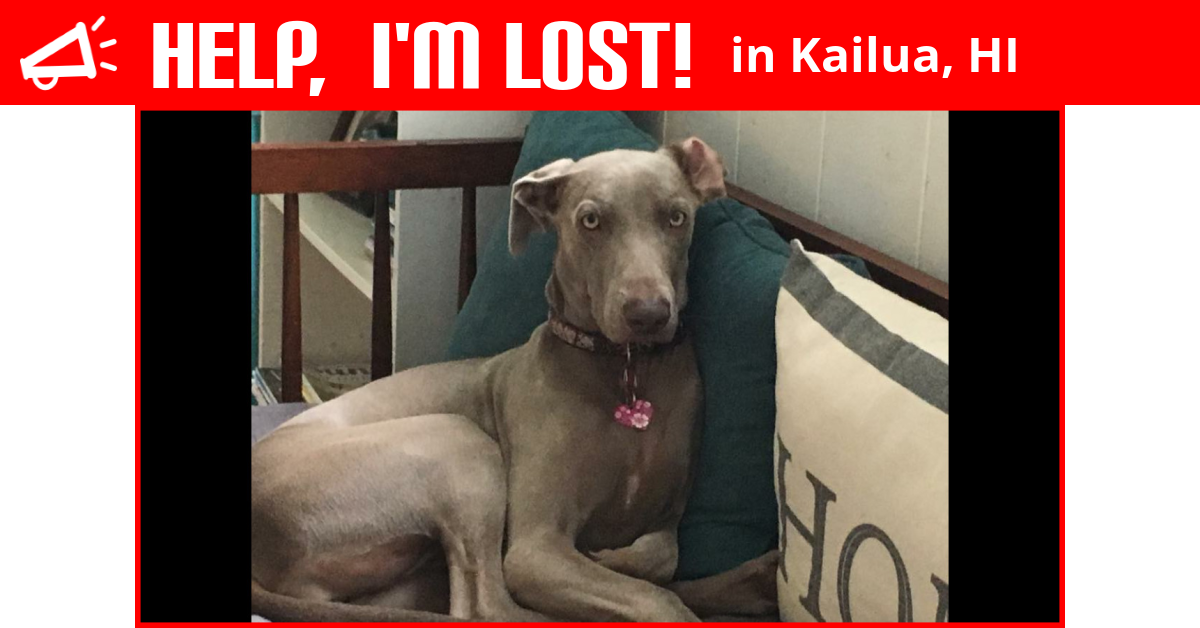 Lost Dog (Kailua, Hawaii) - Hina