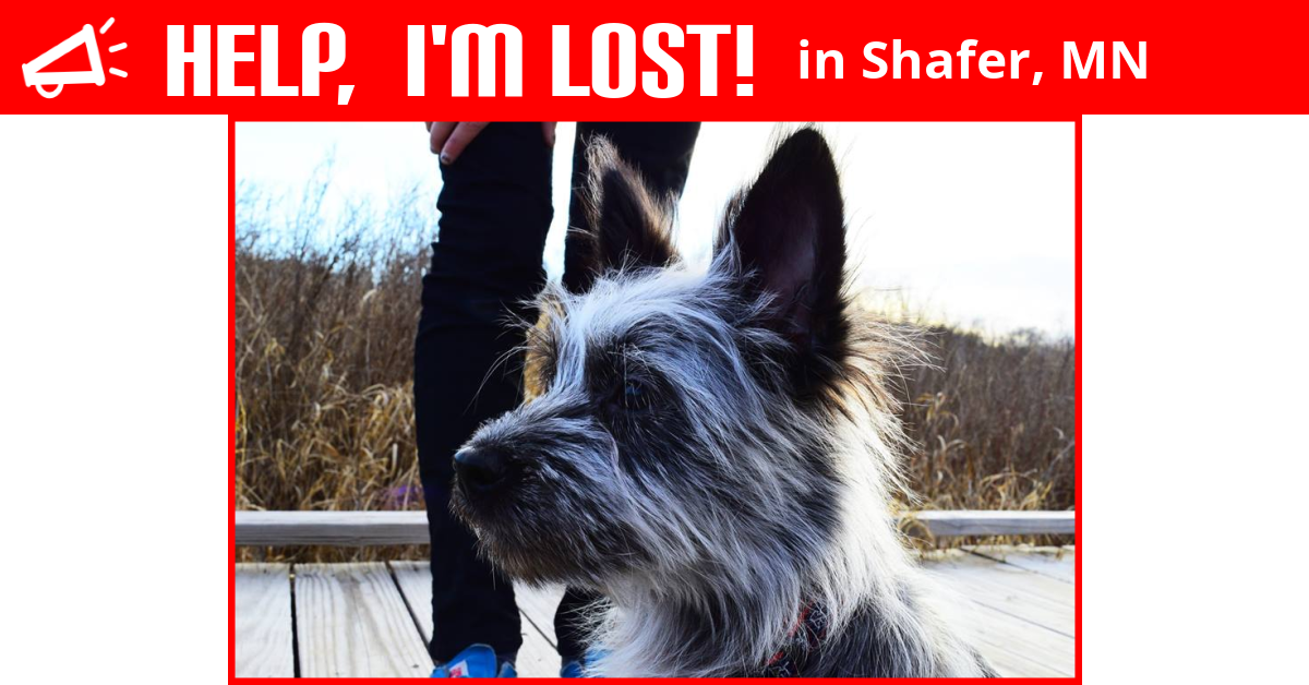 Lost Dog (Shafer, Minnesota) - Corvo