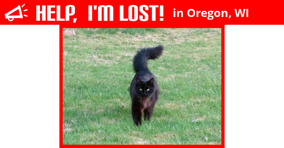 Lost Cat (Oregon, Wisconsin) - Roscoe