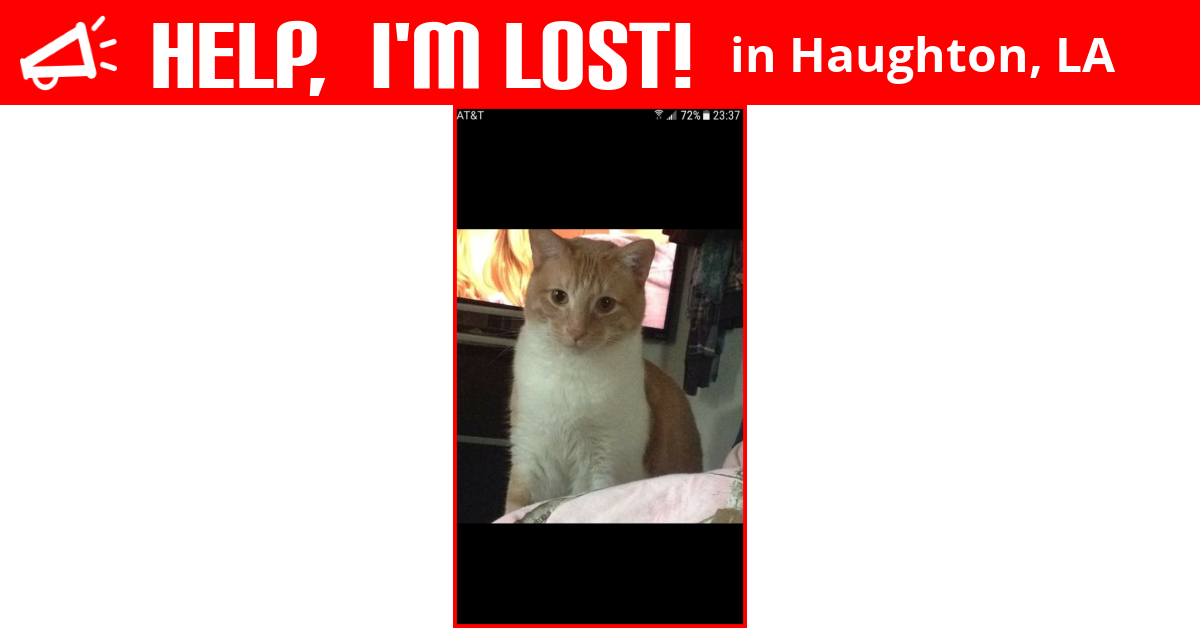 Lost Cat (Haughton, Louisiana) - Nala