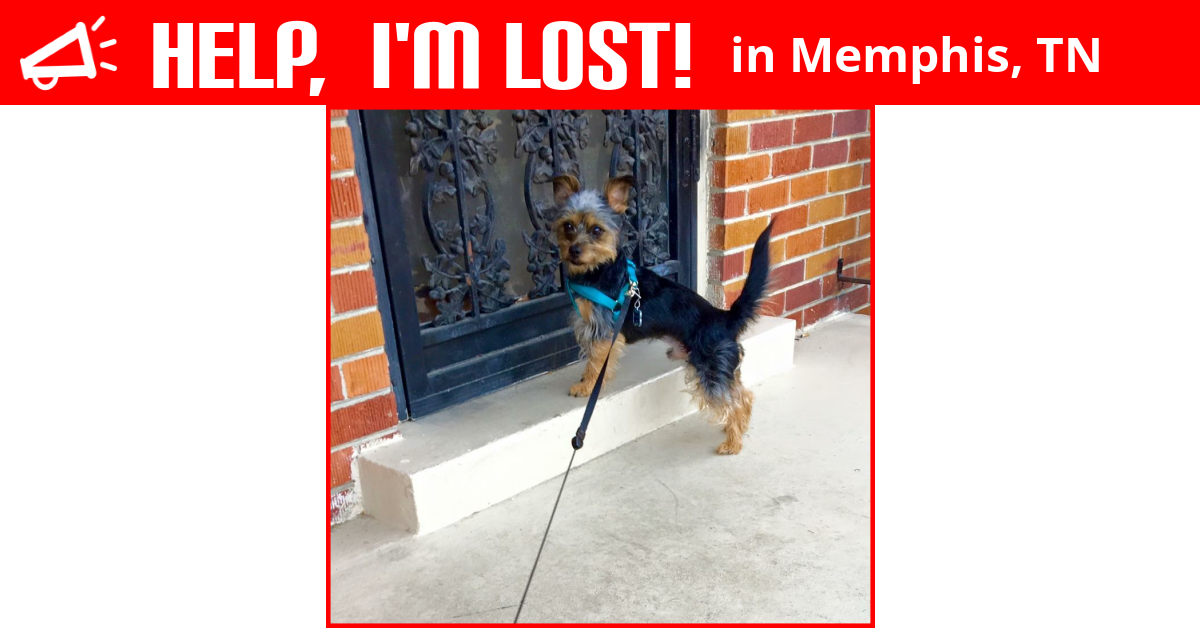 Lost Dog (Memphis, Tennessee) - Chuey