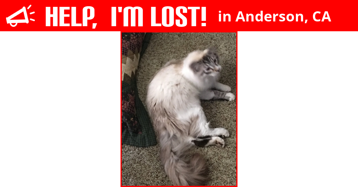 Lost Cat (Anderson, California) - Chad