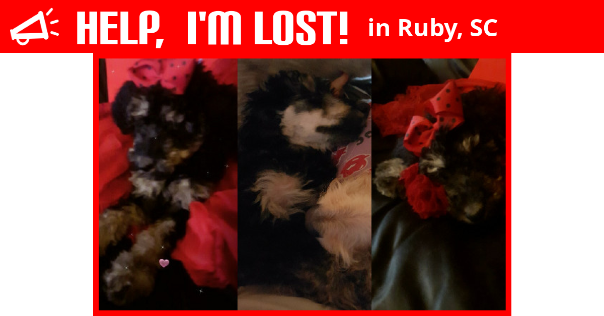 Lost Dog (Ruby, South Carolina) - Ever